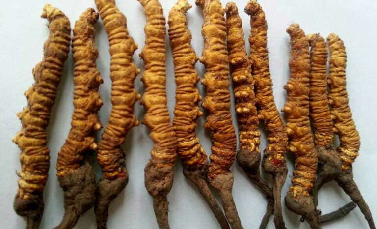 Keeda Jadi: Cordyceps Sinensis - 5 Benefits of This Amazing Mushroom ...