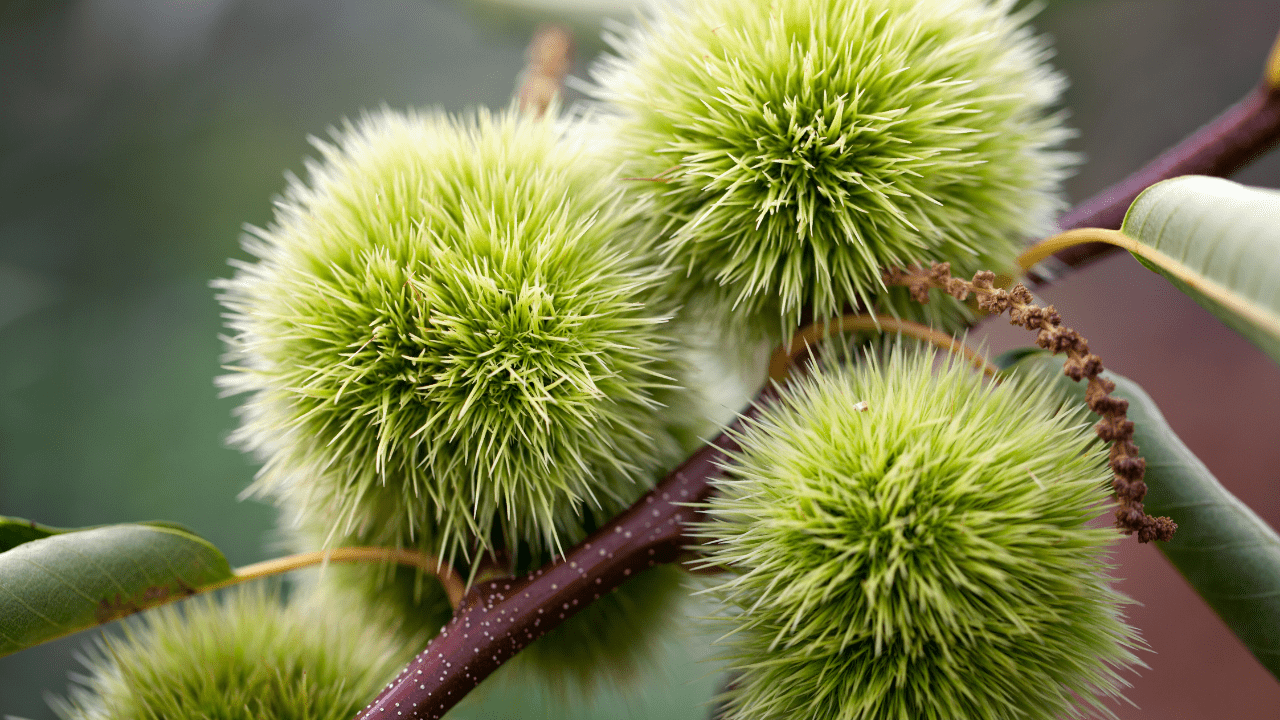 Chestnuts: The Best Nut You Didn't Know You Needed - "Your health our ...